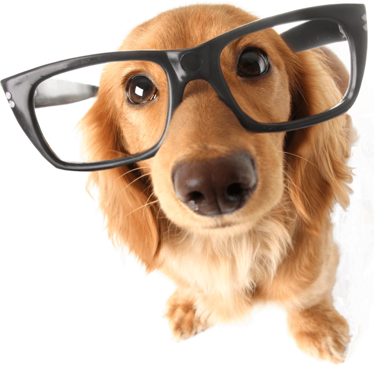 Kira Canine Code dog training and behaviour specialist