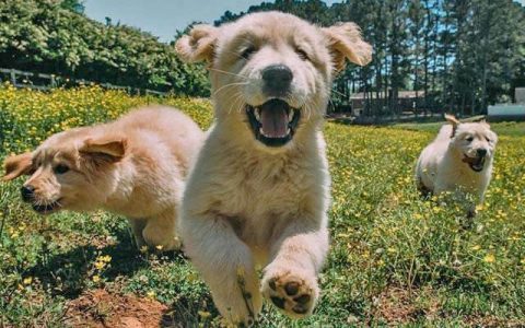 How we help you fast track - Kira Canine Code